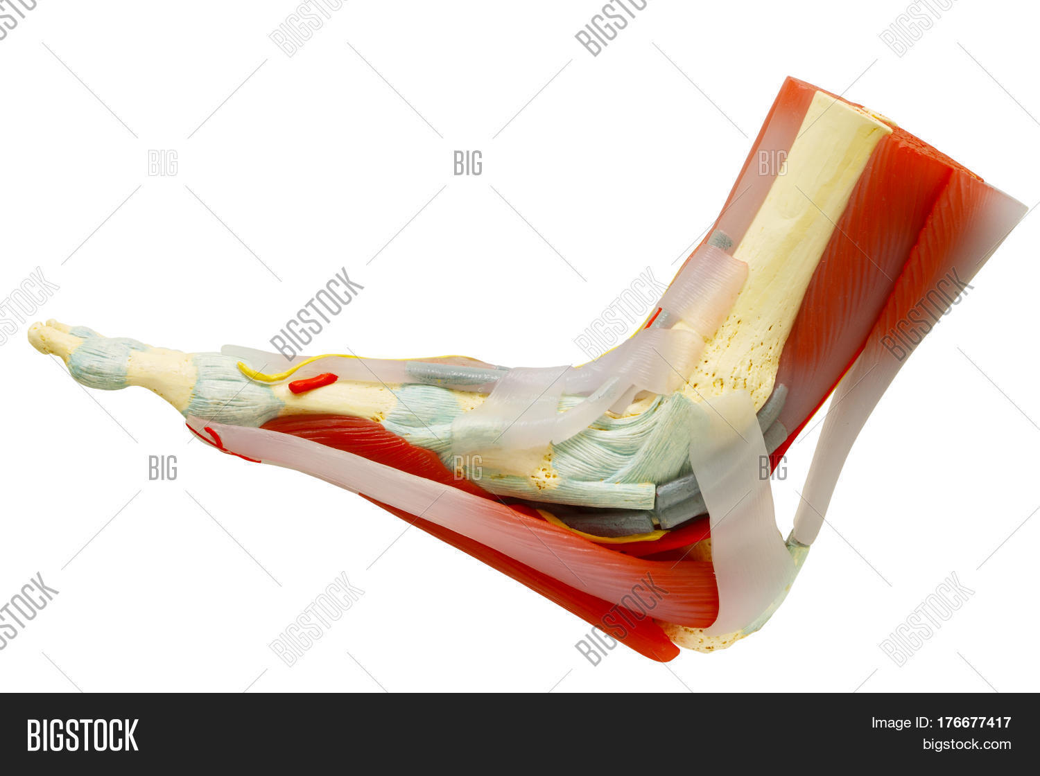 Human Right Foot Image & Photo (Free Trial) | Bigstock