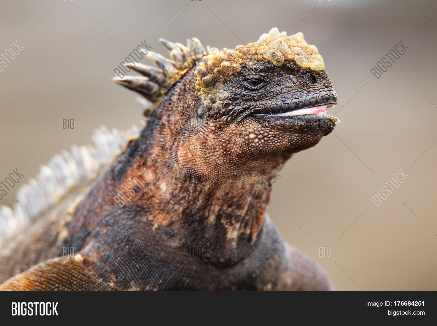 Portrait Marine Iguana Image & Photo (Free Trial) | Bigstock