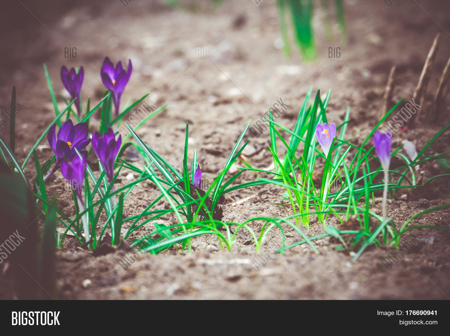Purple Crocus Flowers Image & Photo (Free Trial) | Bigstock