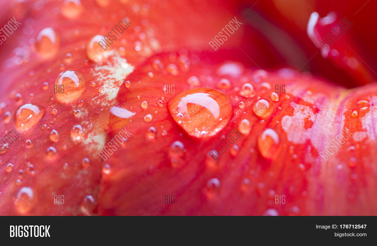 Water Drop On Red Image & Photo (Free Trial) | Bigstock