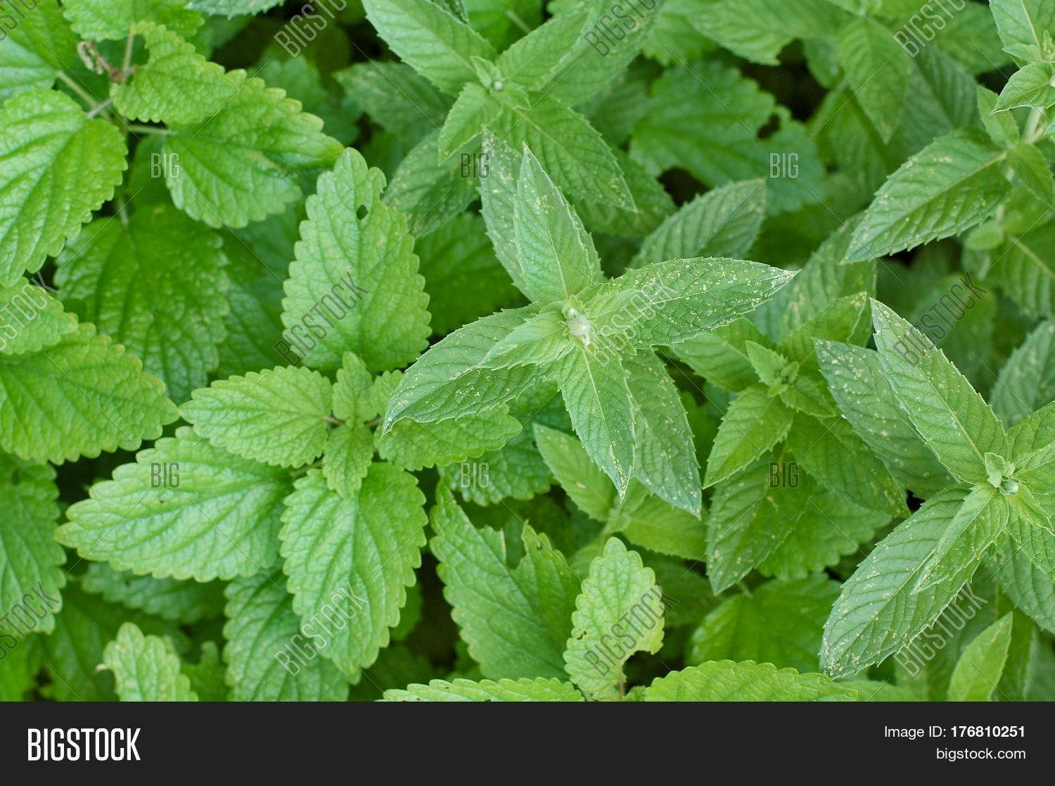 Fresh Leaves Mint Image & Photo (Free Trial) | Bigstock