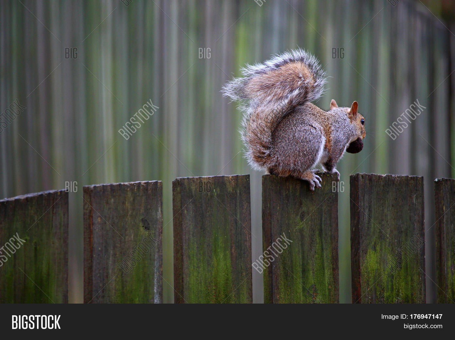 Squirrel Nut On Fence Image & Photo (Free Trial) | Bigstock