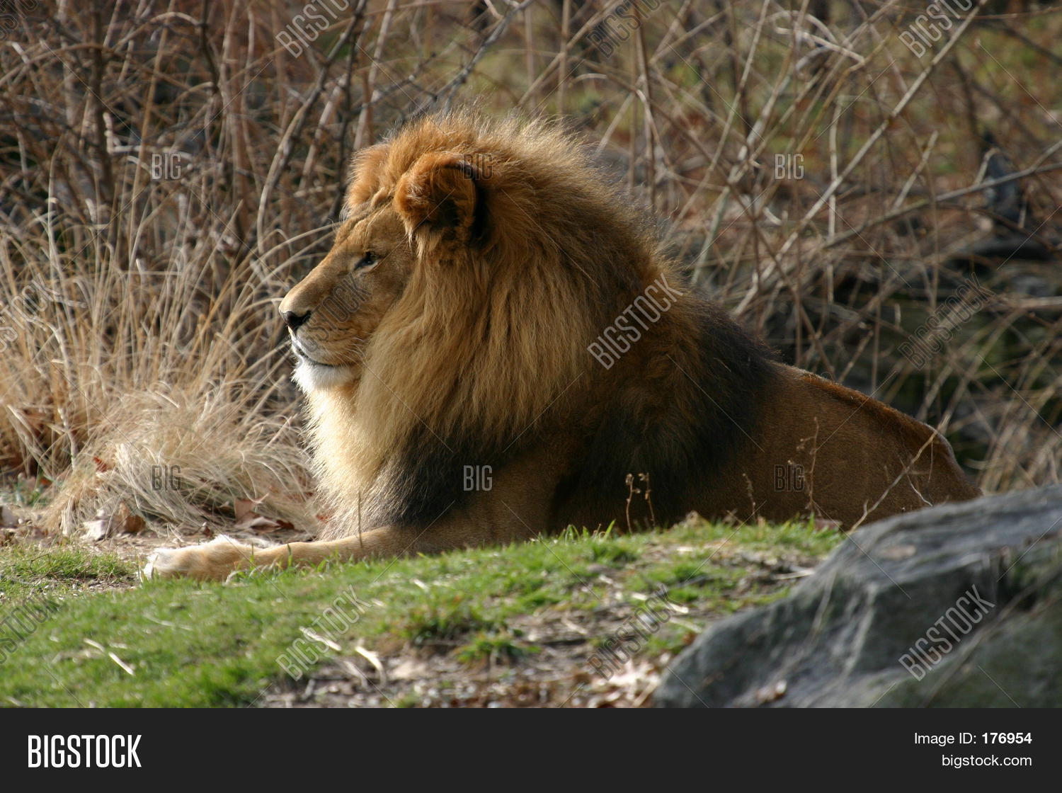 Lion Profile Image & Photo (Free Trial) | Bigstock