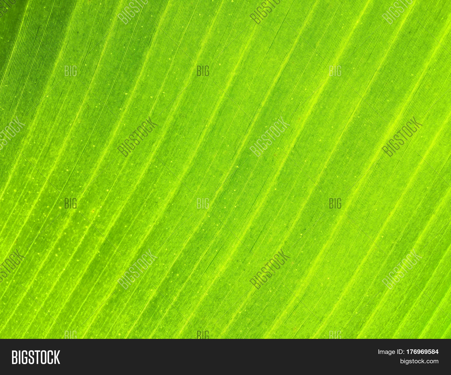 Texture Banana Leaf Image & Photo (Free Trial) | Bigstock