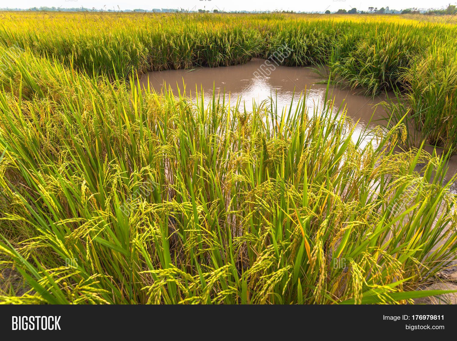 Rice Husk Green Starts Image & Photo (Free Trial) | Bigstock