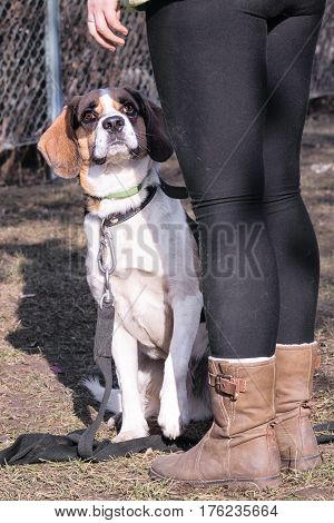 Beagle Dog Sitting Image & Photo (Free Trial) | Bigstock