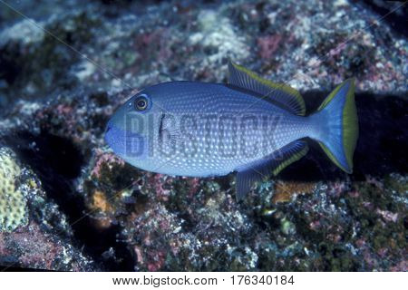 Crosshatch Triggerfish Image & Photo (Free Trial) | Bigstock