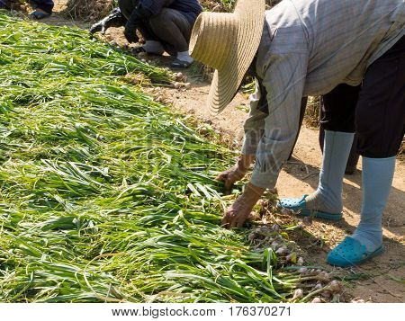 Farmers Helping Each Image & Photo (Free Trial) | Bigstock