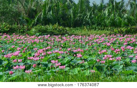 Landscape Lotus Flower Image & Photo (Free Trial) | Bigstock