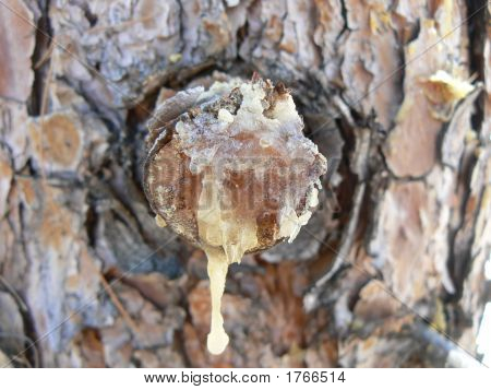 Pine Tree Sap Image & Photo (Free Trial) | Bigstock