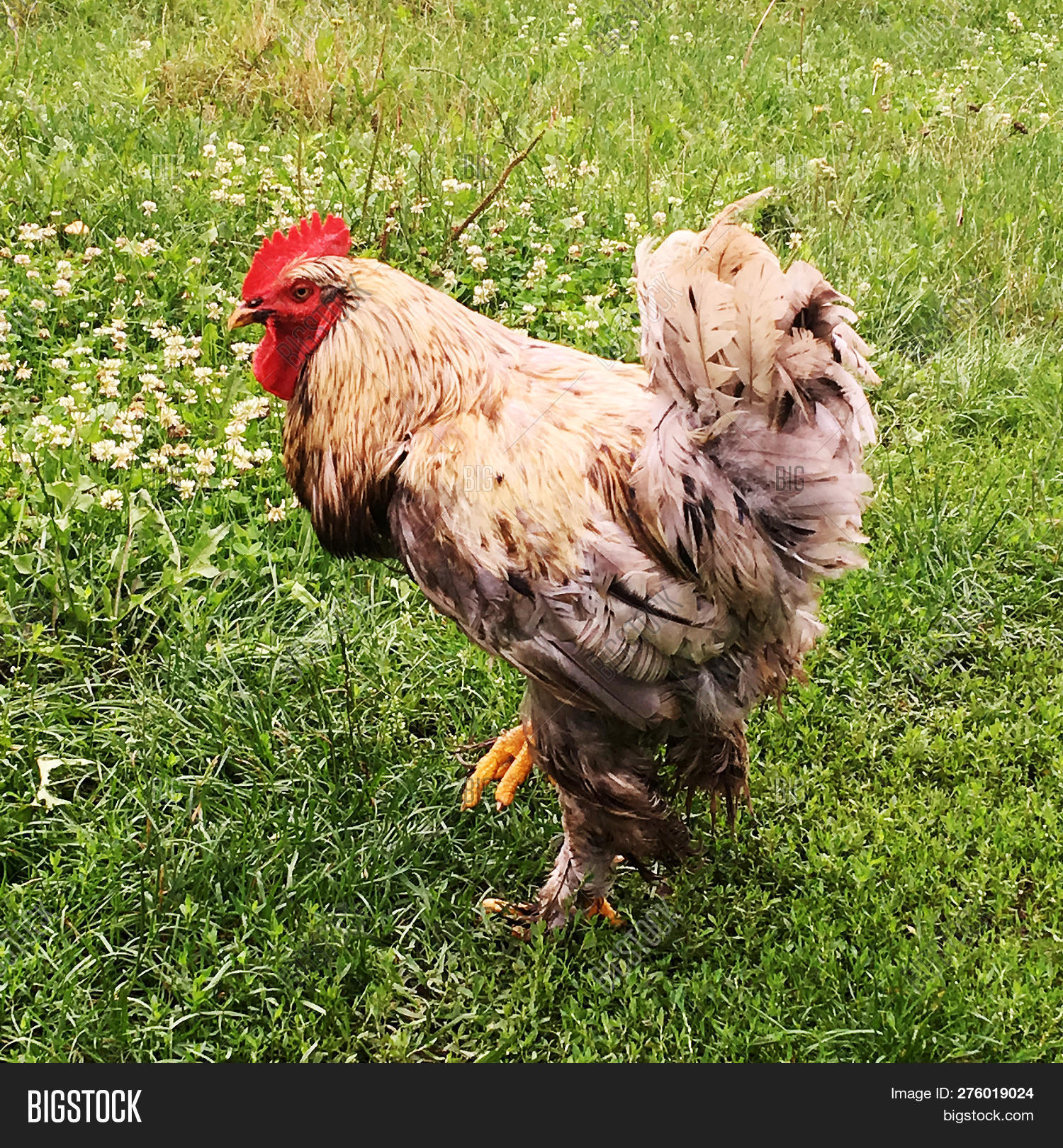 Bird Rooster Looking Image & Photo (Free Trial) | Bigstock