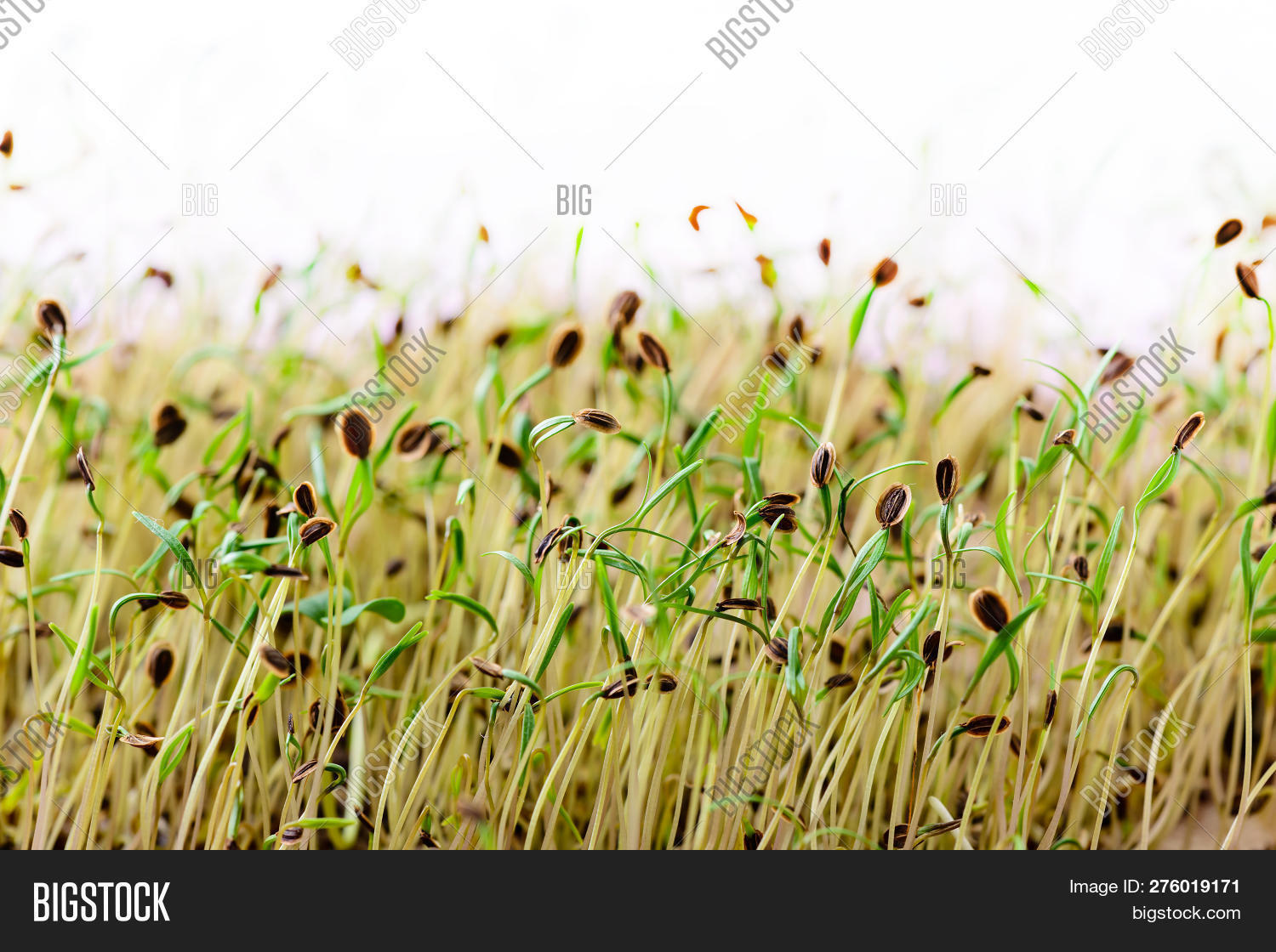 Macro Microgreens. Image & Photo (Free Trial) | Bigstock
