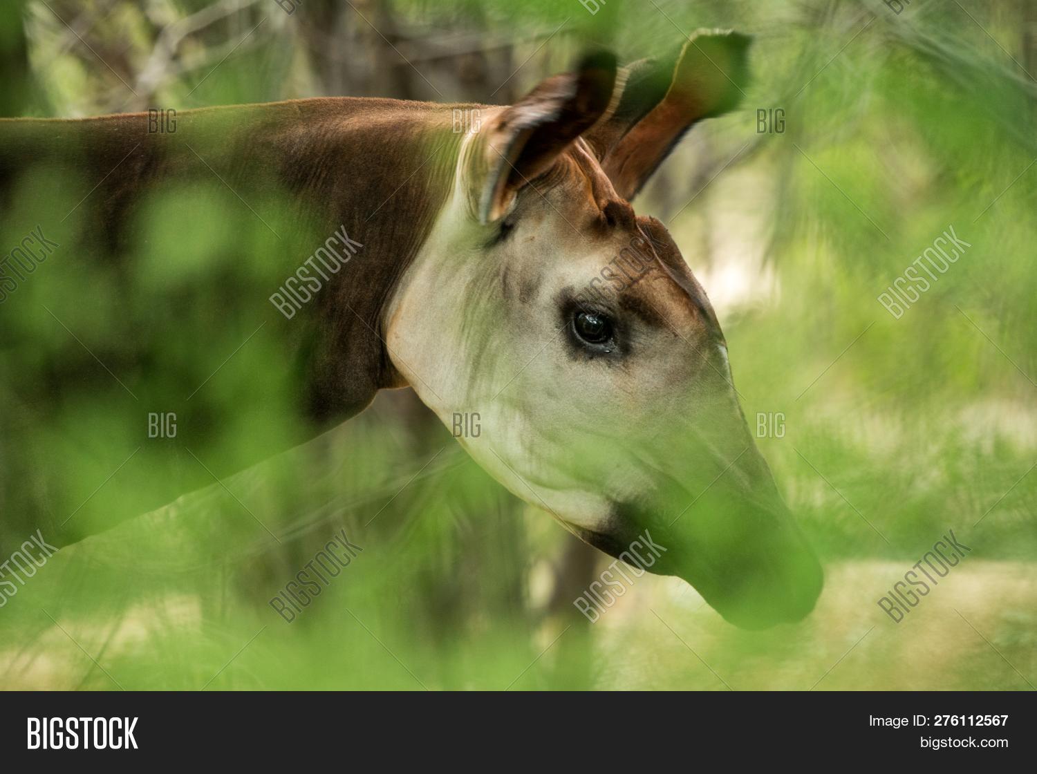 Okapi (okapia Image & Photo (Free Trial) | Bigstock
