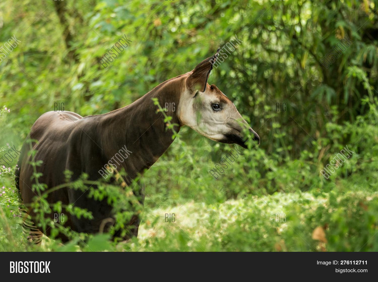 Okapi (okapia Image & Photo (Free Trial) | Bigstock