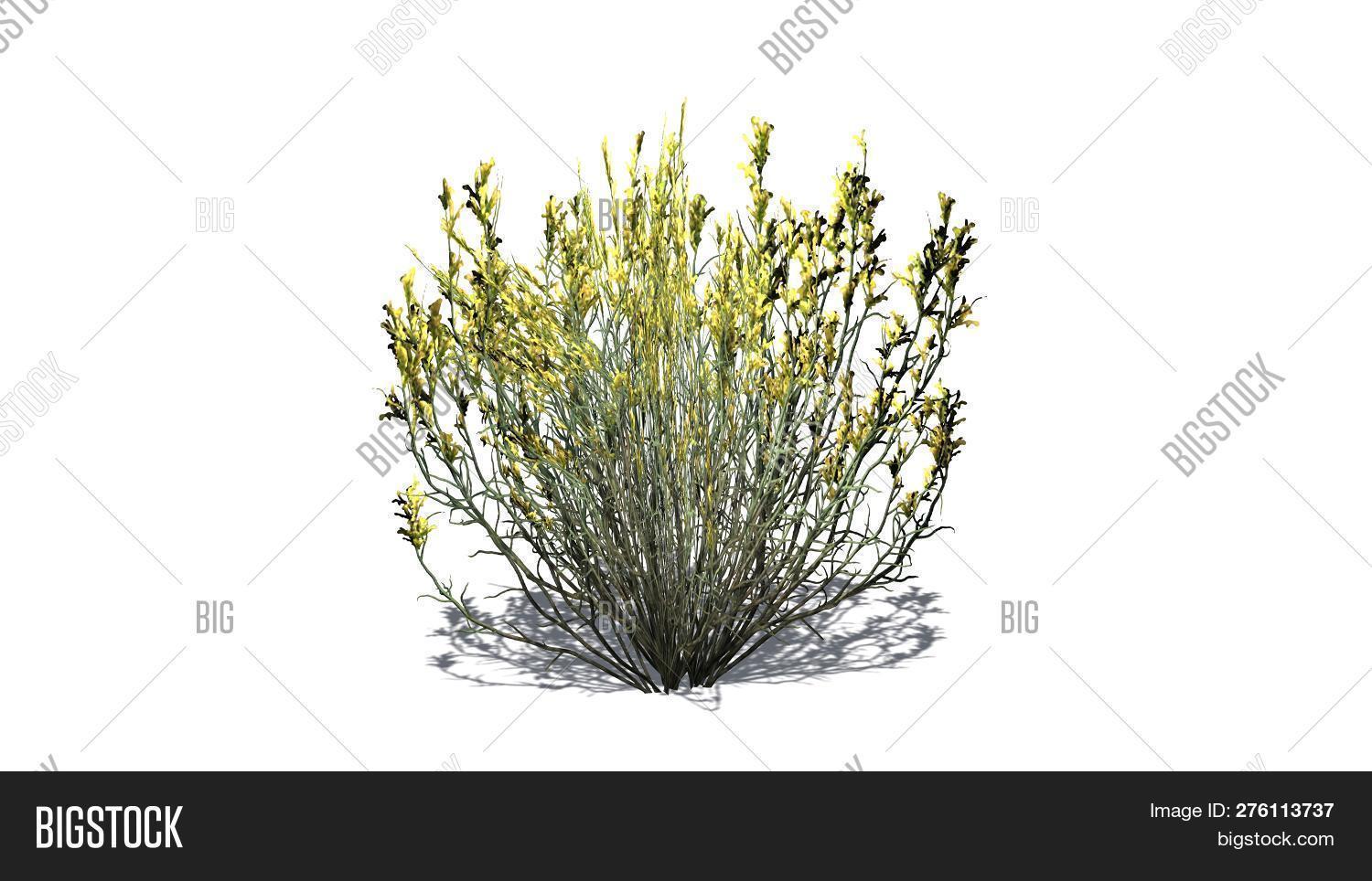 Broom Snake Weed Sping Image & Photo (Free Trial) | Bigstock