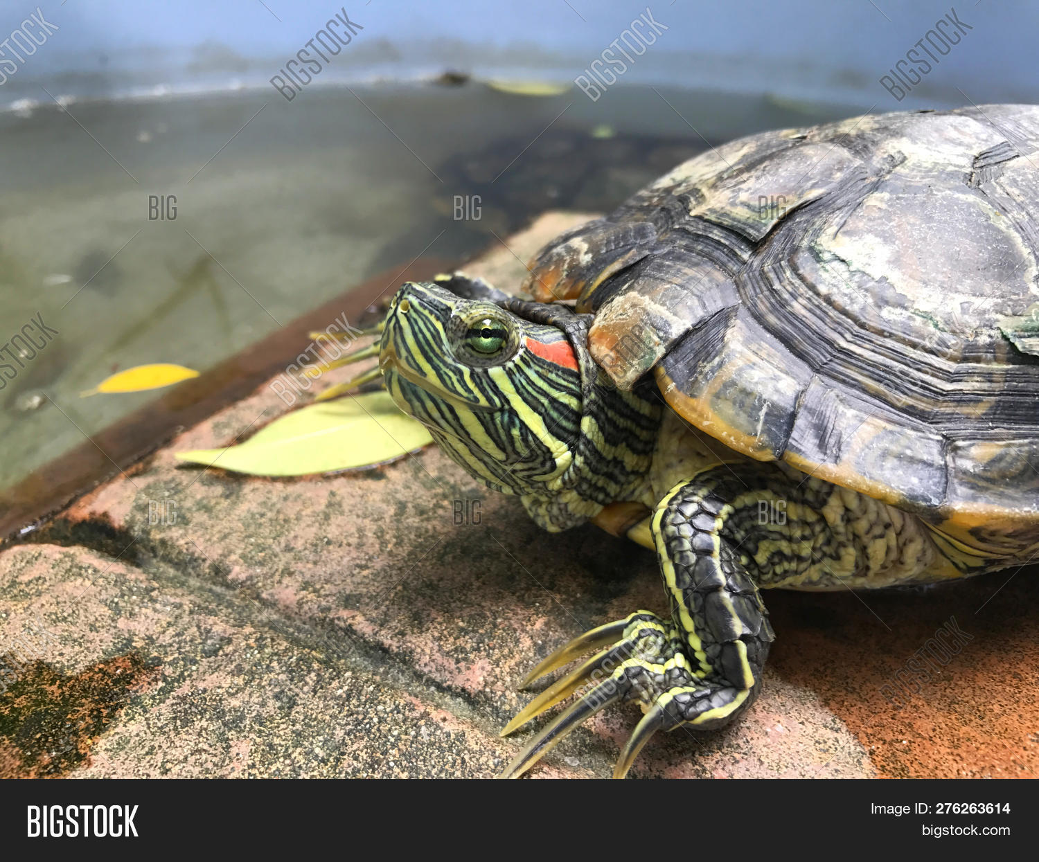 Turtle, Freshwater Image & Photo (Free Trial) | Bigstock
