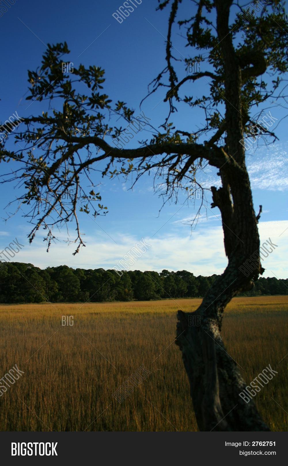 Lowcountry Marsh Image & Photo (Free Trial) | Bigstock