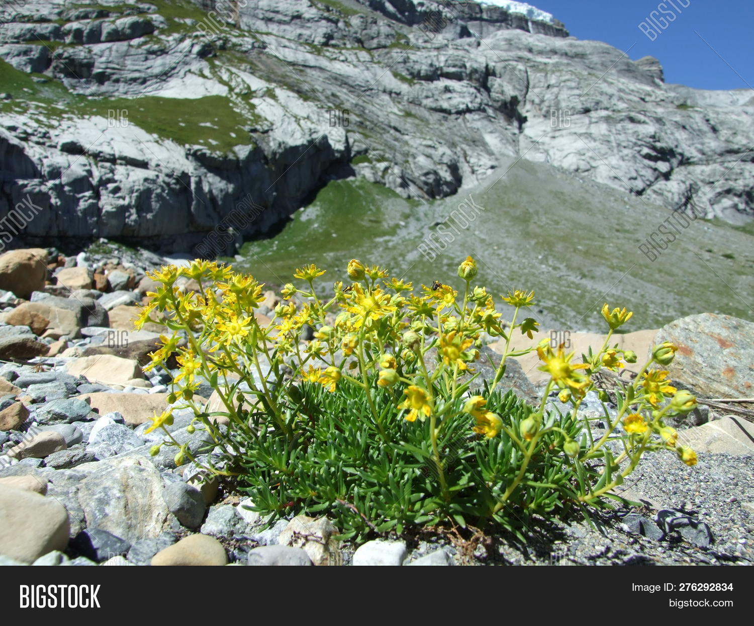 Alpine Flowers Along Image & Photo (Free Trial) | Bigstock