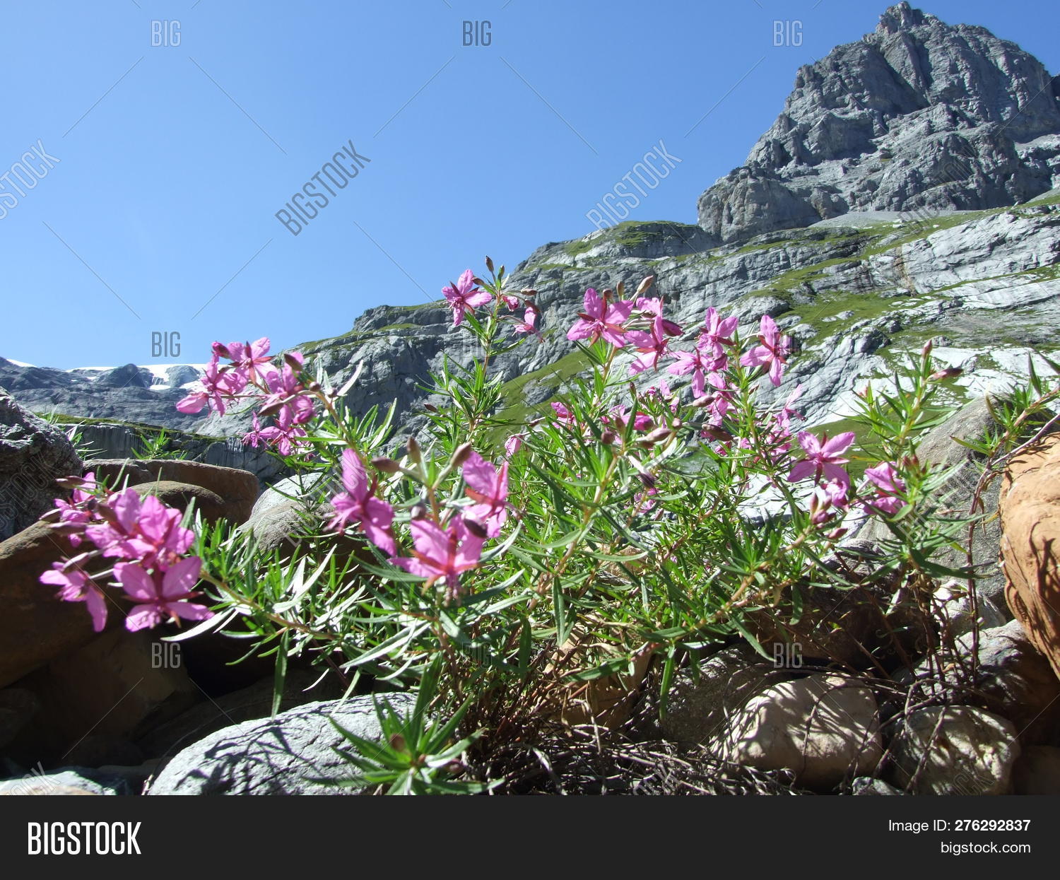Alpine Flowers Along Image & Photo (Free Trial) | Bigstock