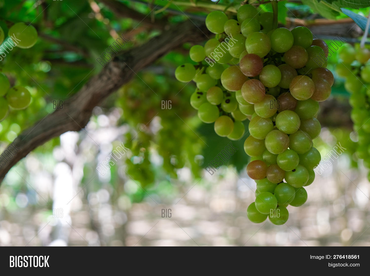 Grapes Tree. Stock Image & Photo (Free Trial) | Bigstock