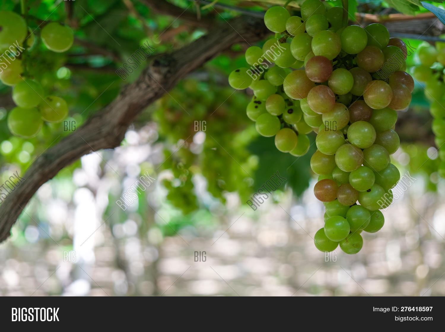 Grapes Tree. Stock Image & Photo (Free Trial) | Bigstock