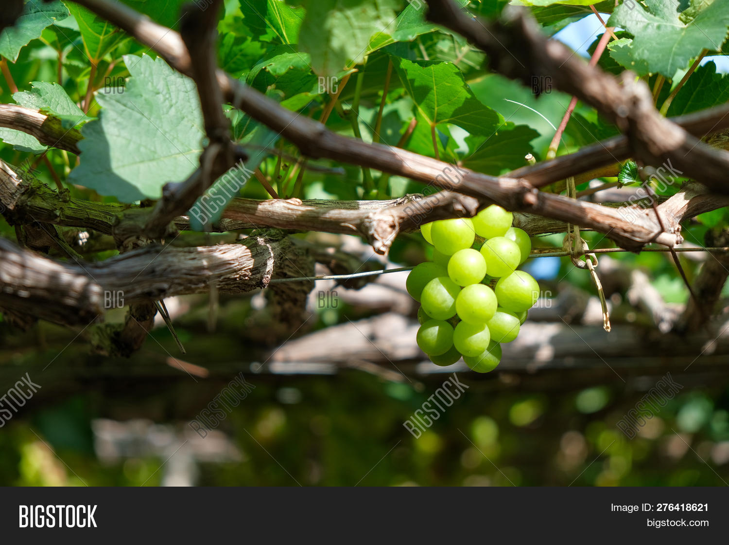 Grapes Tree. Stock Image & Photo (Free Trial) | Bigstock