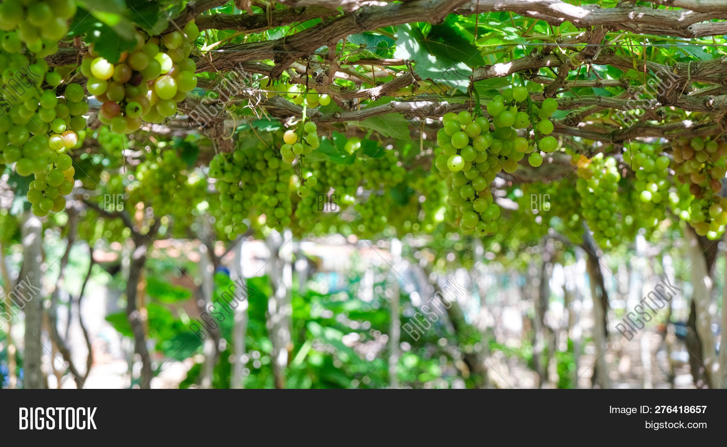 Grapes Tree. Stock Image & Photo (Free Trial) | Bigstock