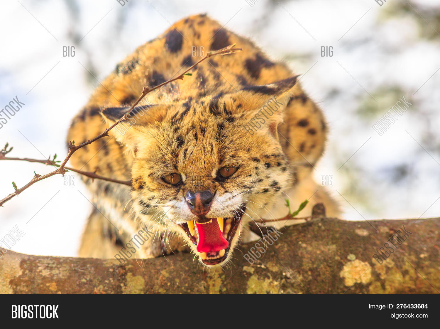 Serval Angry On Tree Image & Photo (Free Trial) | Bigstock
