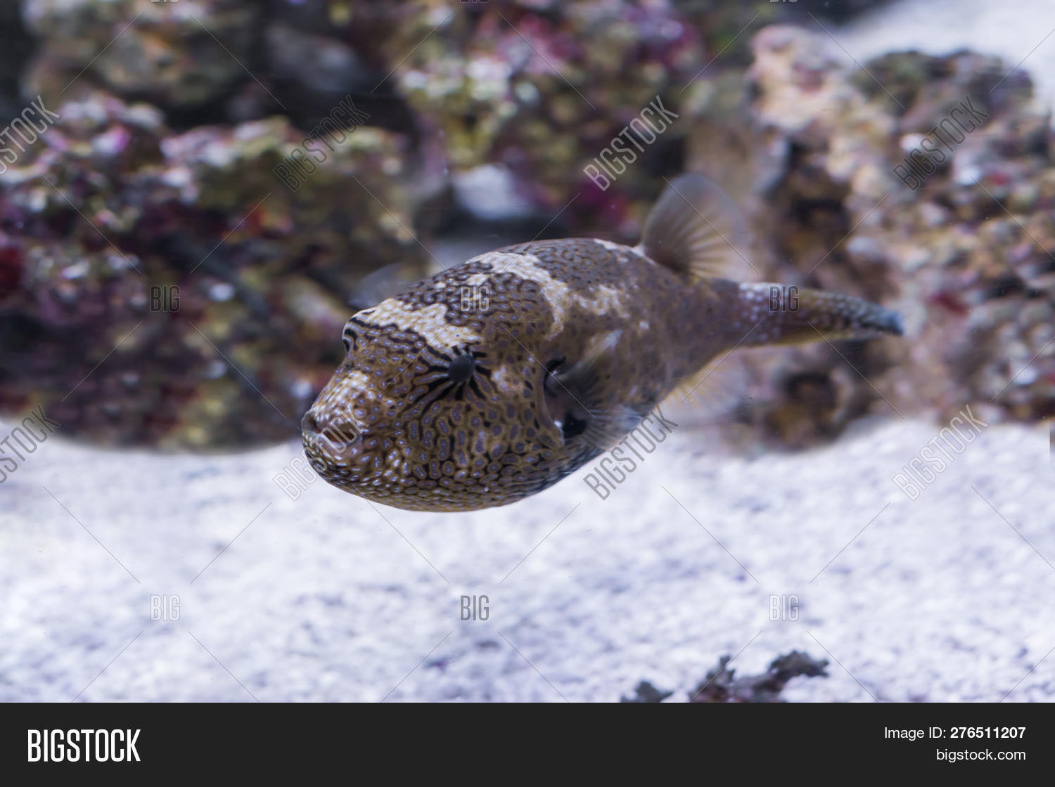 Juvenile Map Puffer Image & Photo (Free Trial) | Bigstock