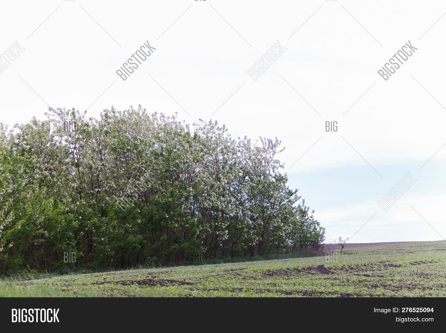 Grove Flowering Trees Image & Photo (Free Trial) | Bigstock
