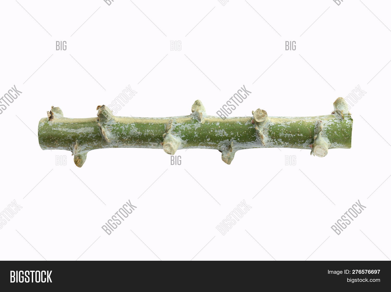 Cassava Cut, Tapioca, Image & Photo (Free Trial) | Bigstock