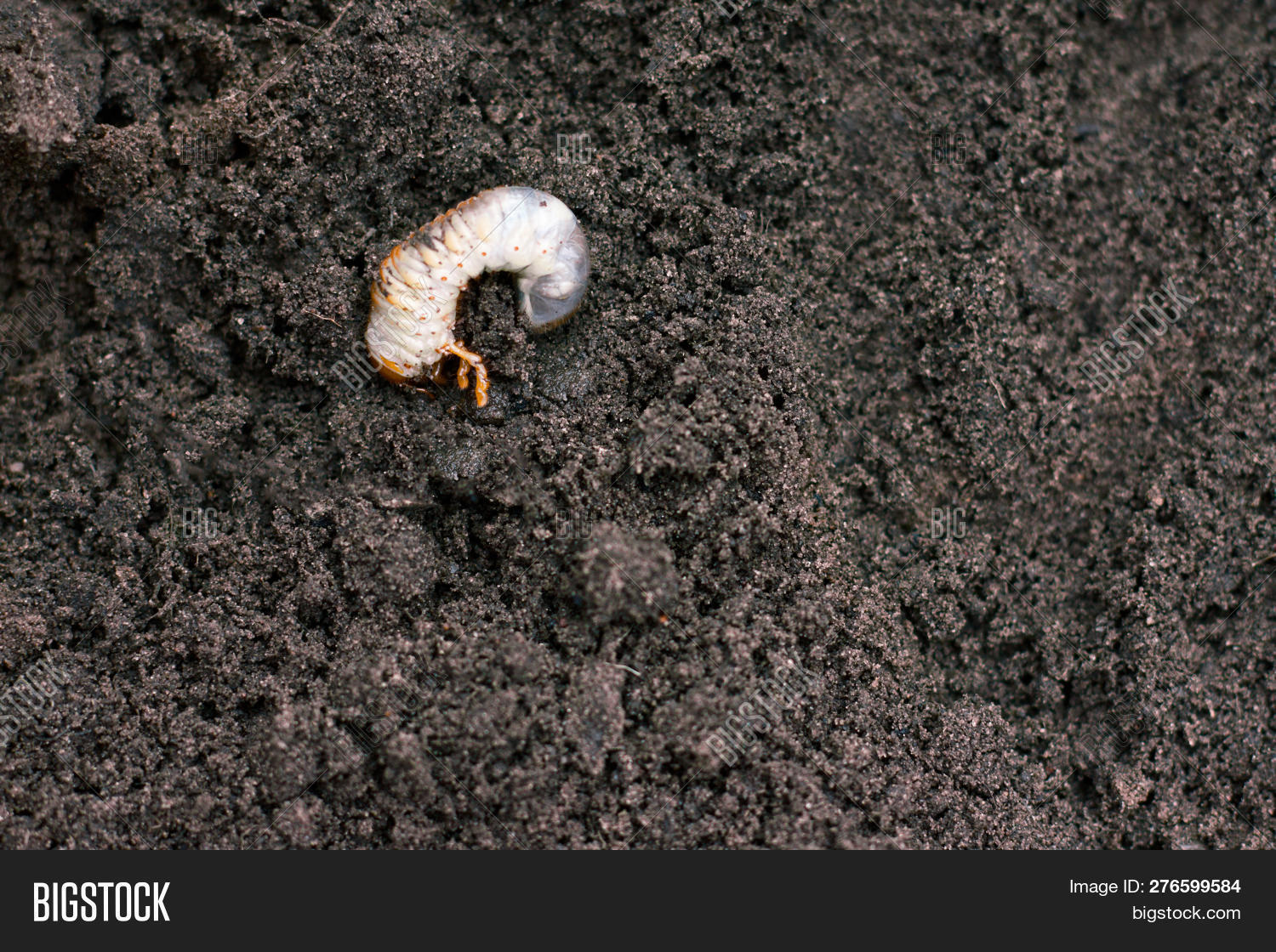 Larva. Vile Disgusting Image & Photo (Free Trial) | Bigstock
