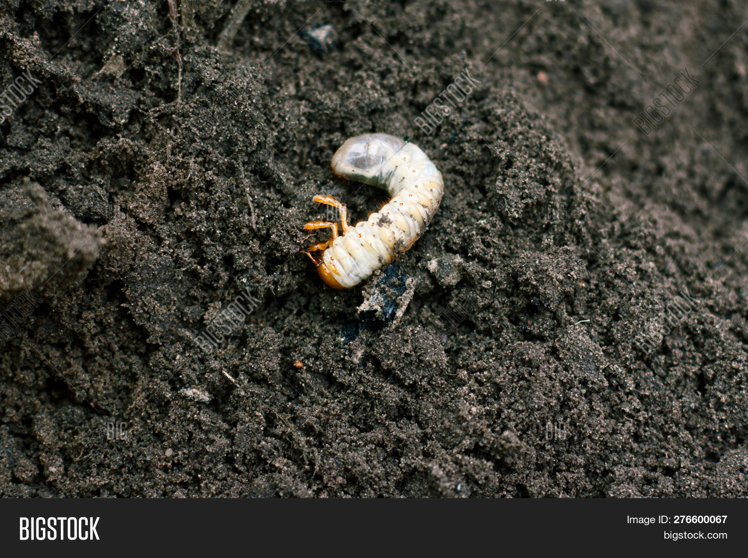 Larva. Vile Disgusting Image & Photo (Free Trial) | Bigstock