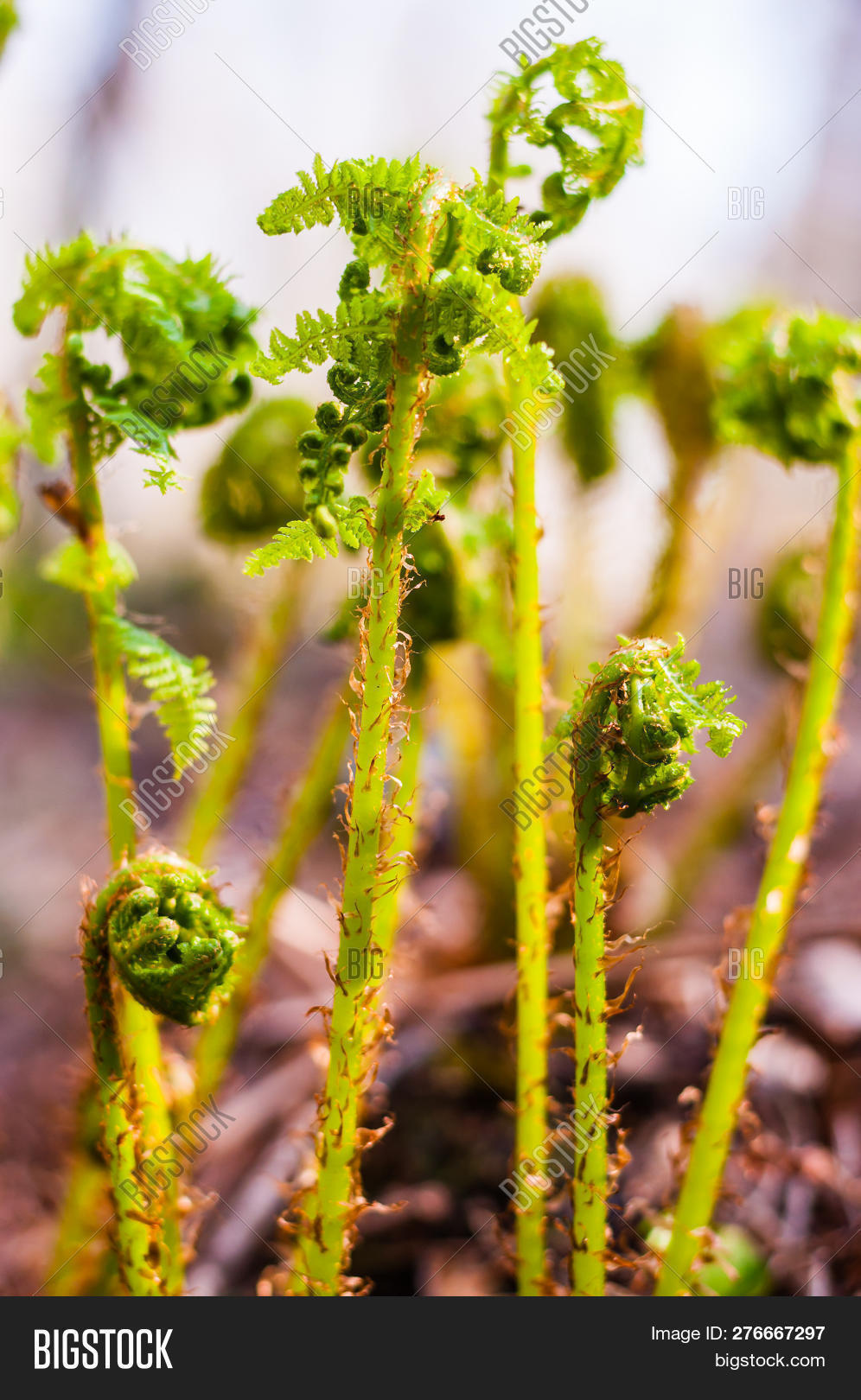 Young Opening Fern Image & Photo (Free Trial) | Bigstock