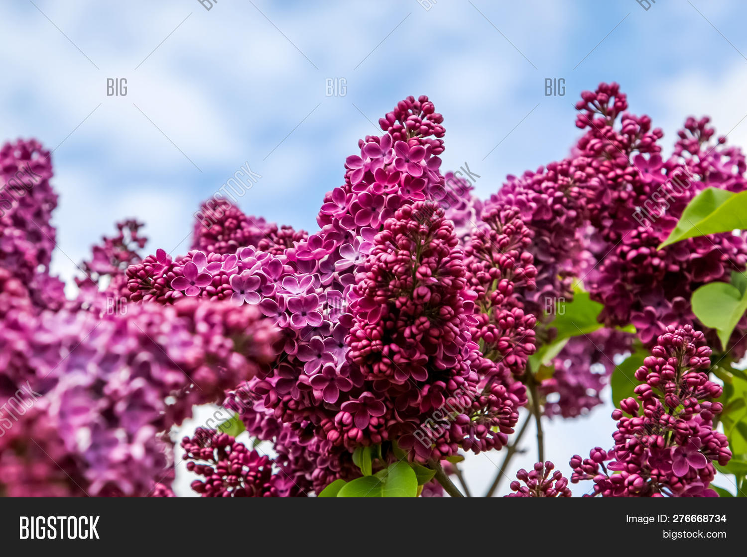 Blooming Lilac Bush Image & Photo (Free Trial) | Bigstock