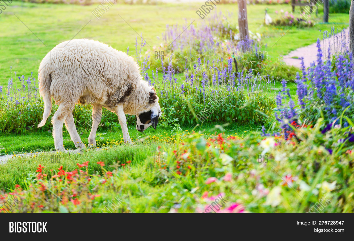Sheep Farm Garden Image & Photo (Free Trial) | Bigstock