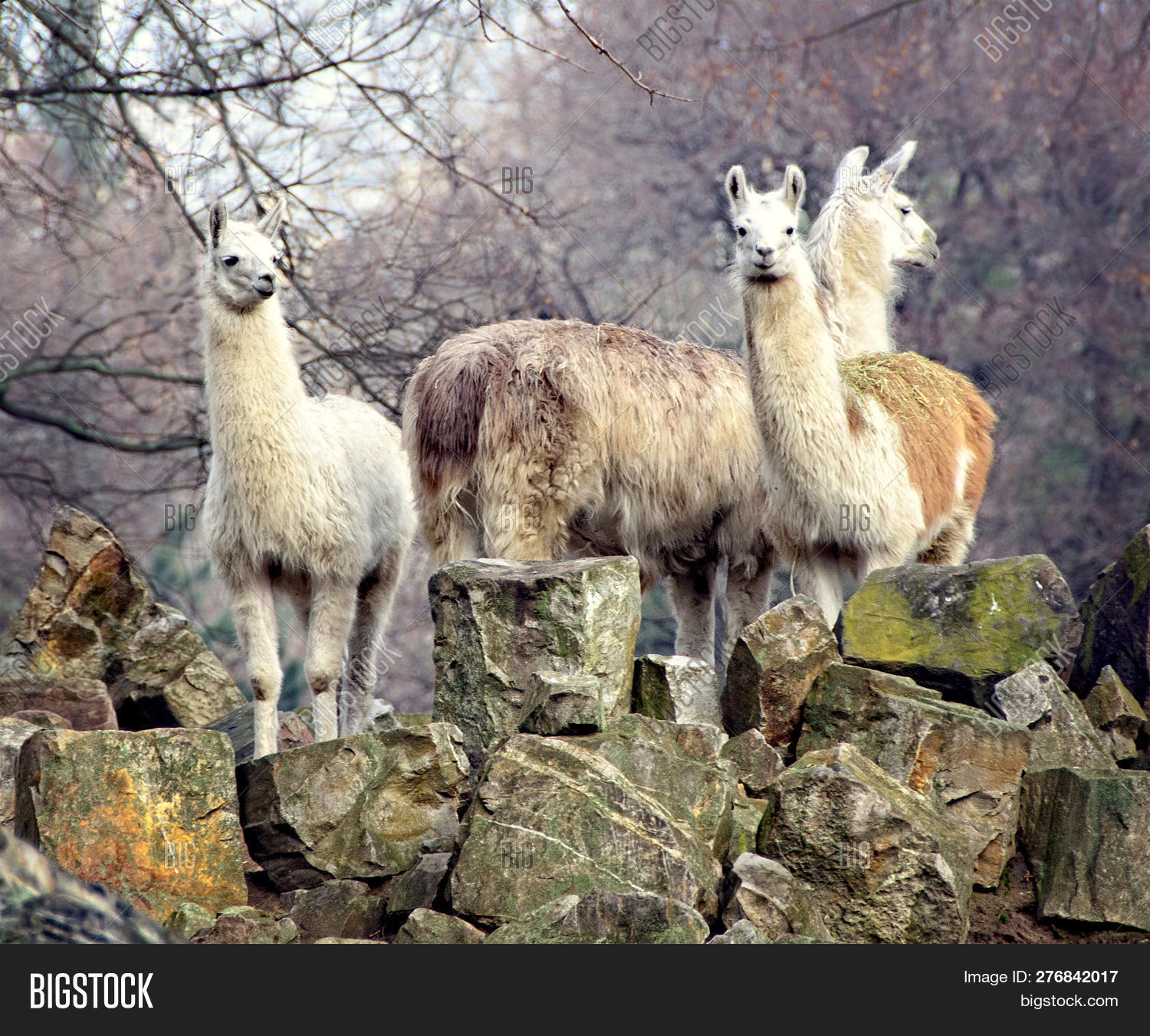 Llamas. South American Image & Photo (Free Trial) | Bigstock