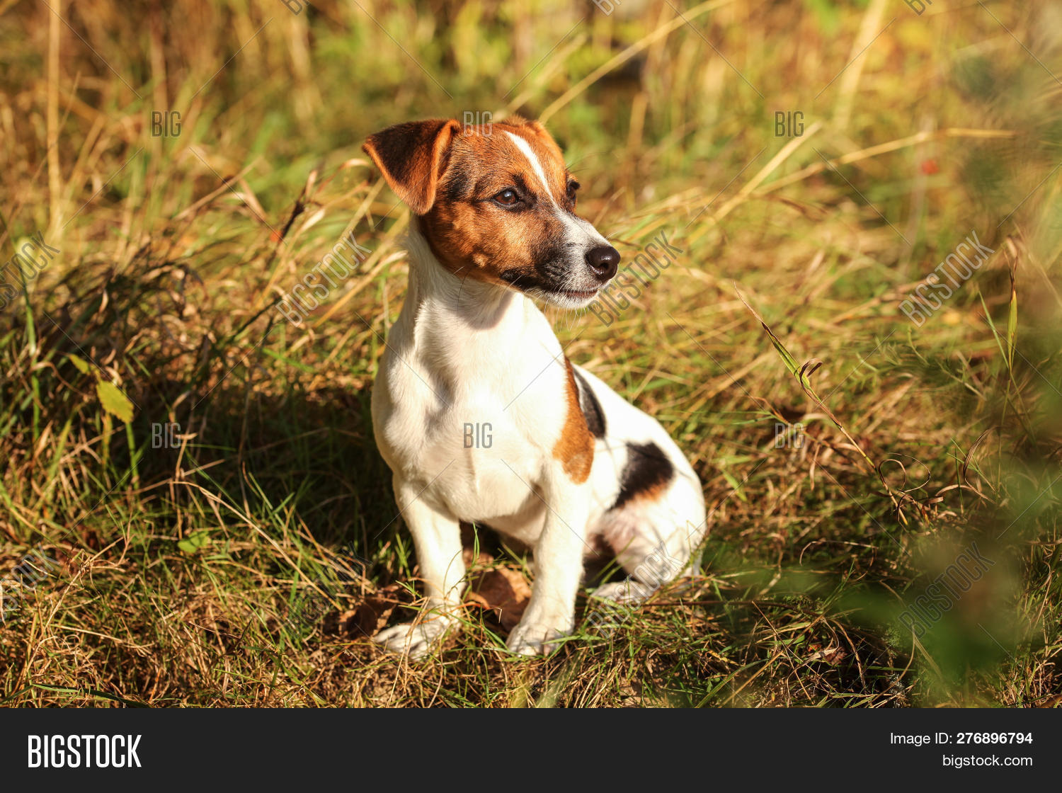 Jack Russell Terrier Image & Photo (Free Trial) | Bigstock