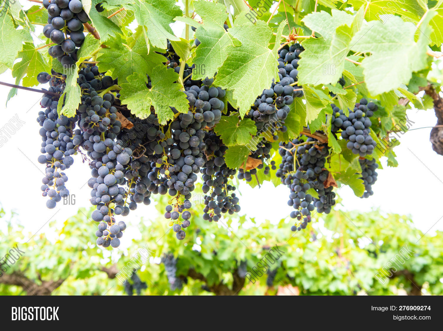 French Red Rose Wine Image & Photo (Free Trial) | Bigstock