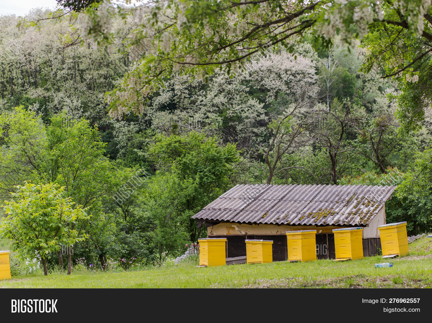 Yellow Hives On Apiary Image & Photo (Free Trial) | Bigstock