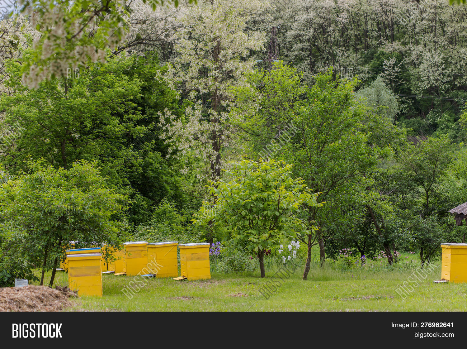 Yellow Hives On Apiary Image & Photo (Free Trial) | Bigstock