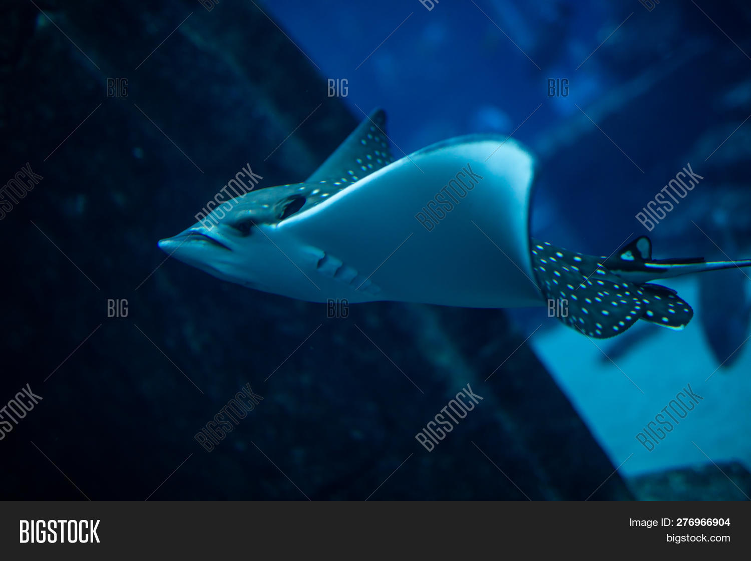 Huge Manta Ray Fish Image & Photo (Free Trial) | Bigstock