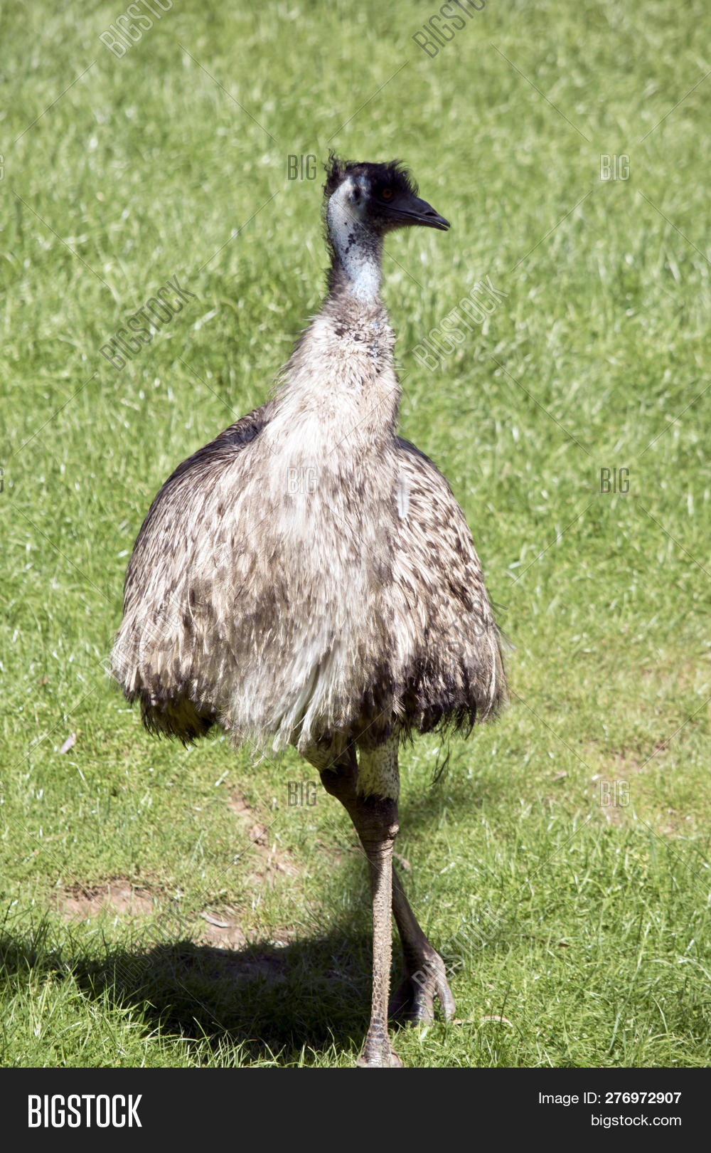 Australian Emu Walking Image & Photo (Free Trial) | Bigstock