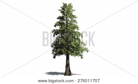 Western Red Cedar Image & Photo (Free Trial) | Bigstock