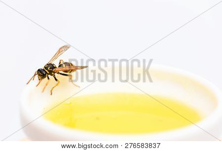 Bee Wasp On Cup Honey Image & Photo (Free Trial) | Bigstock
