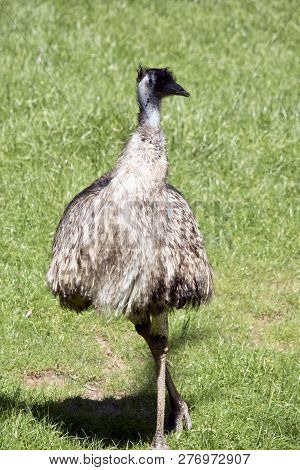 Australian Emu Walking Image & Photo (Free Trial) | Bigstock