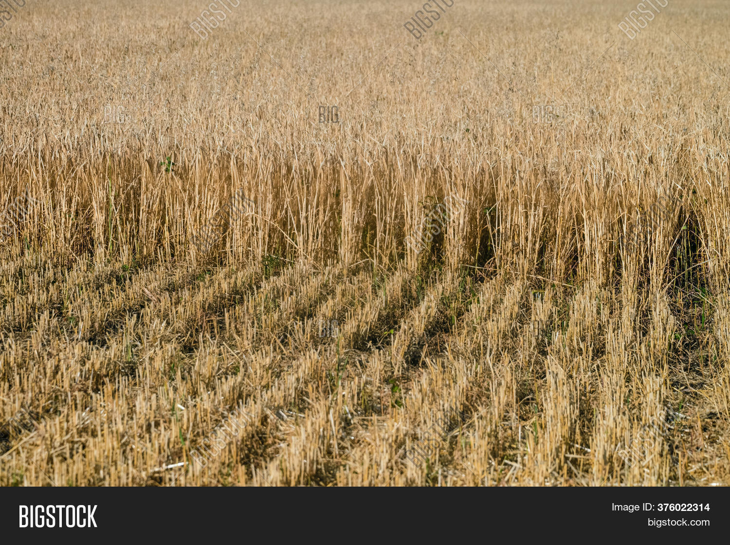 Ripe Ears Rye During Image & Photo (Free Trial) | Bigstock