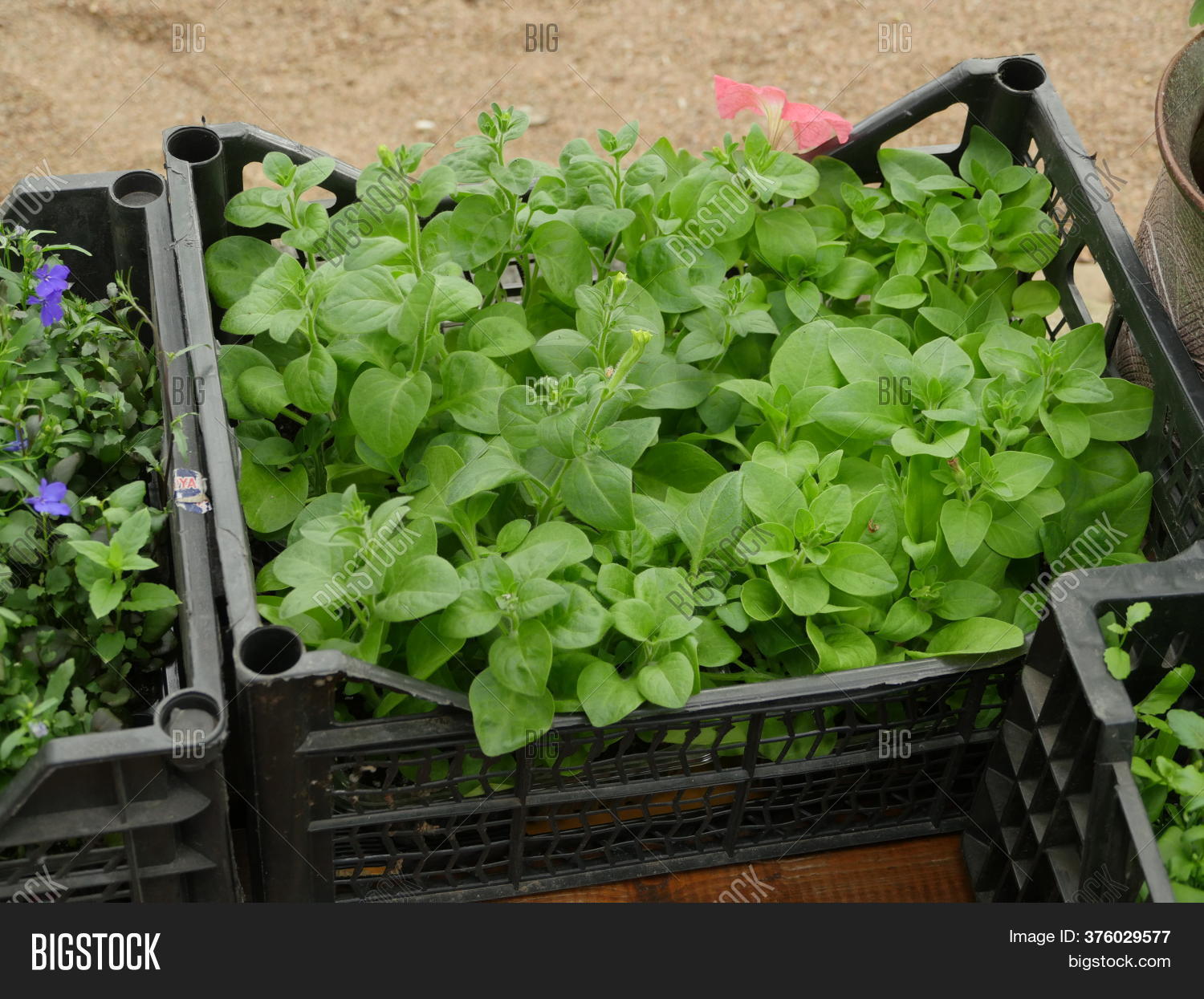 Petunia Flowers Green Image & Photo (Free Trial) | Bigstock