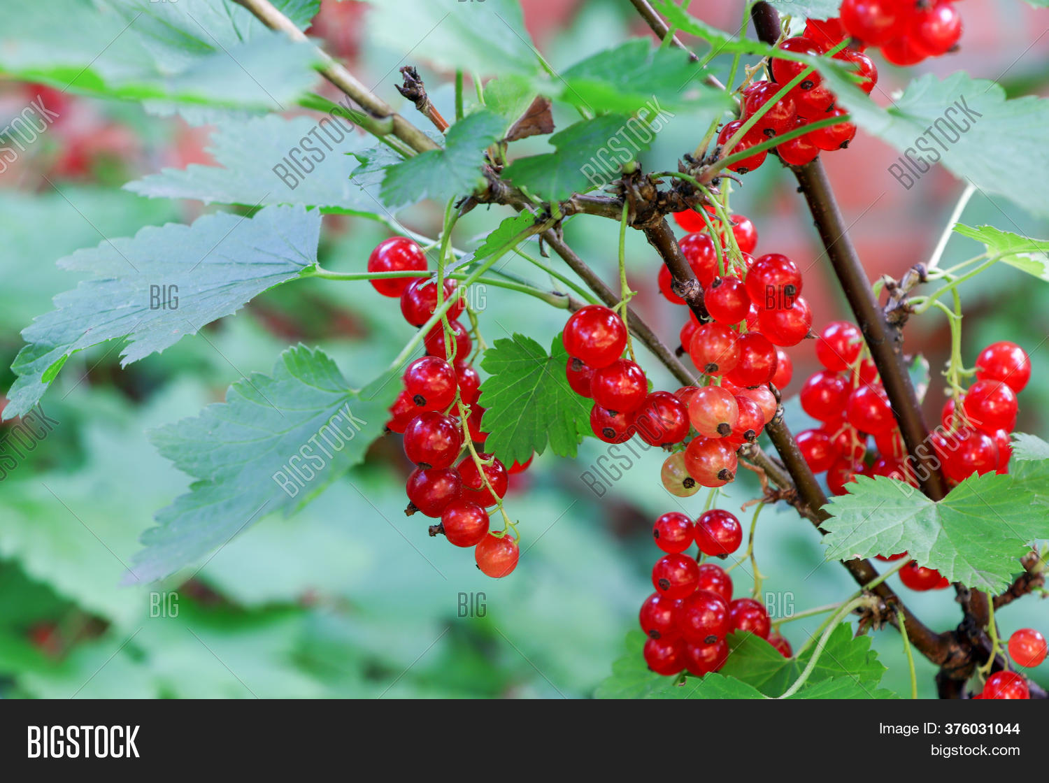 Bush Ribes Rubrum. Image & Photo (Free Trial) | Bigstock