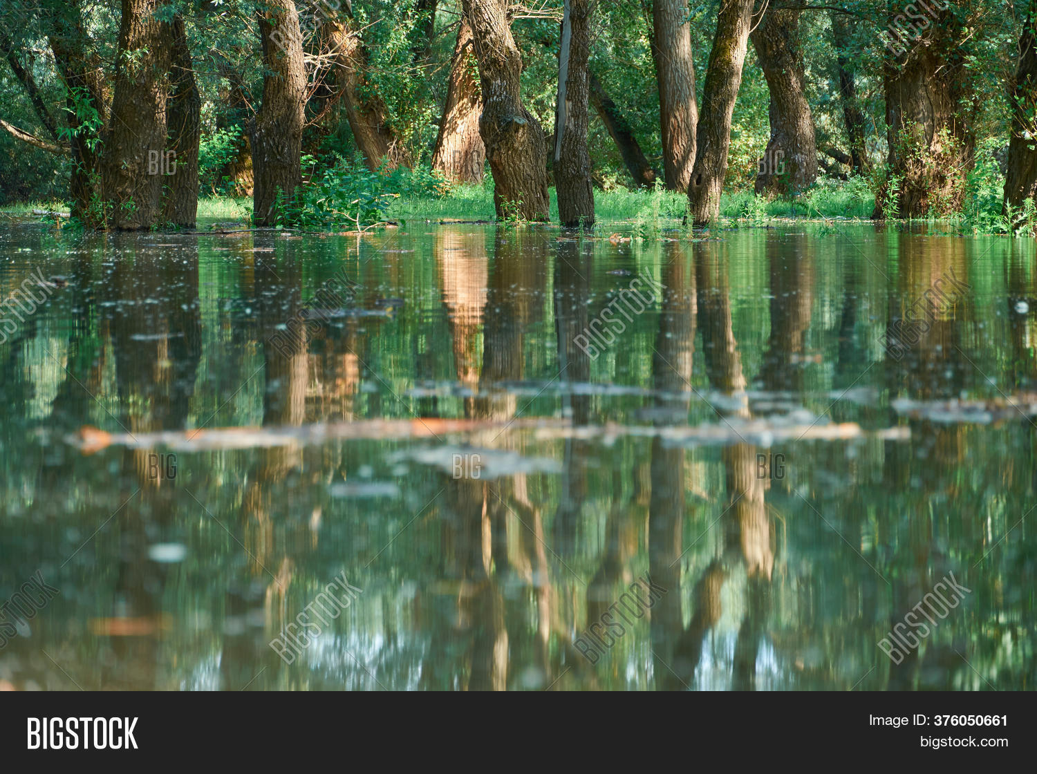 Flood Forest, River Image & Photo (Free Trial) | Bigstock